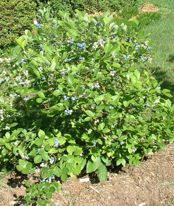 Blueberries Planted as part of a good neighbor fence