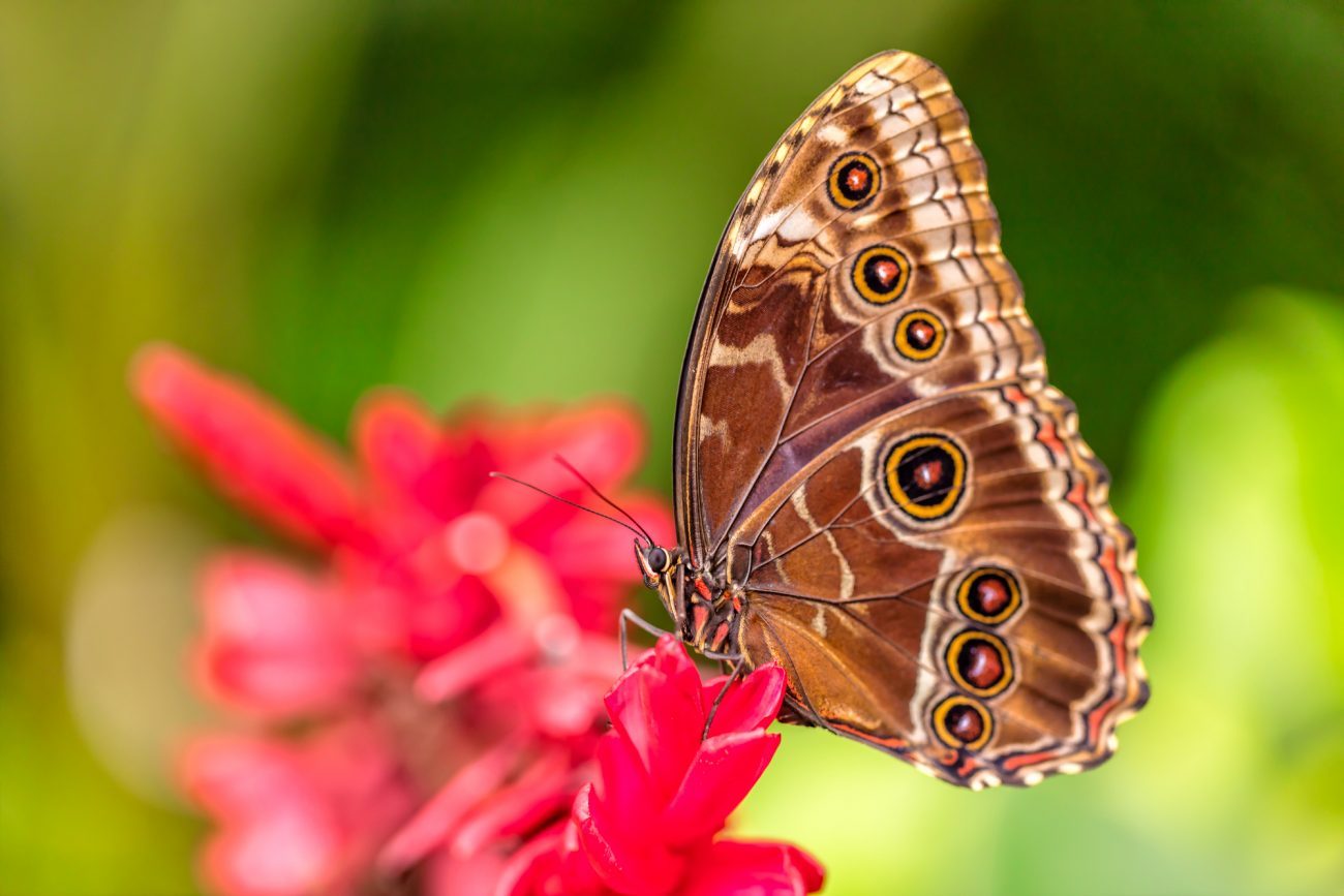 Visually Appealing Photograph Of A Butterfly