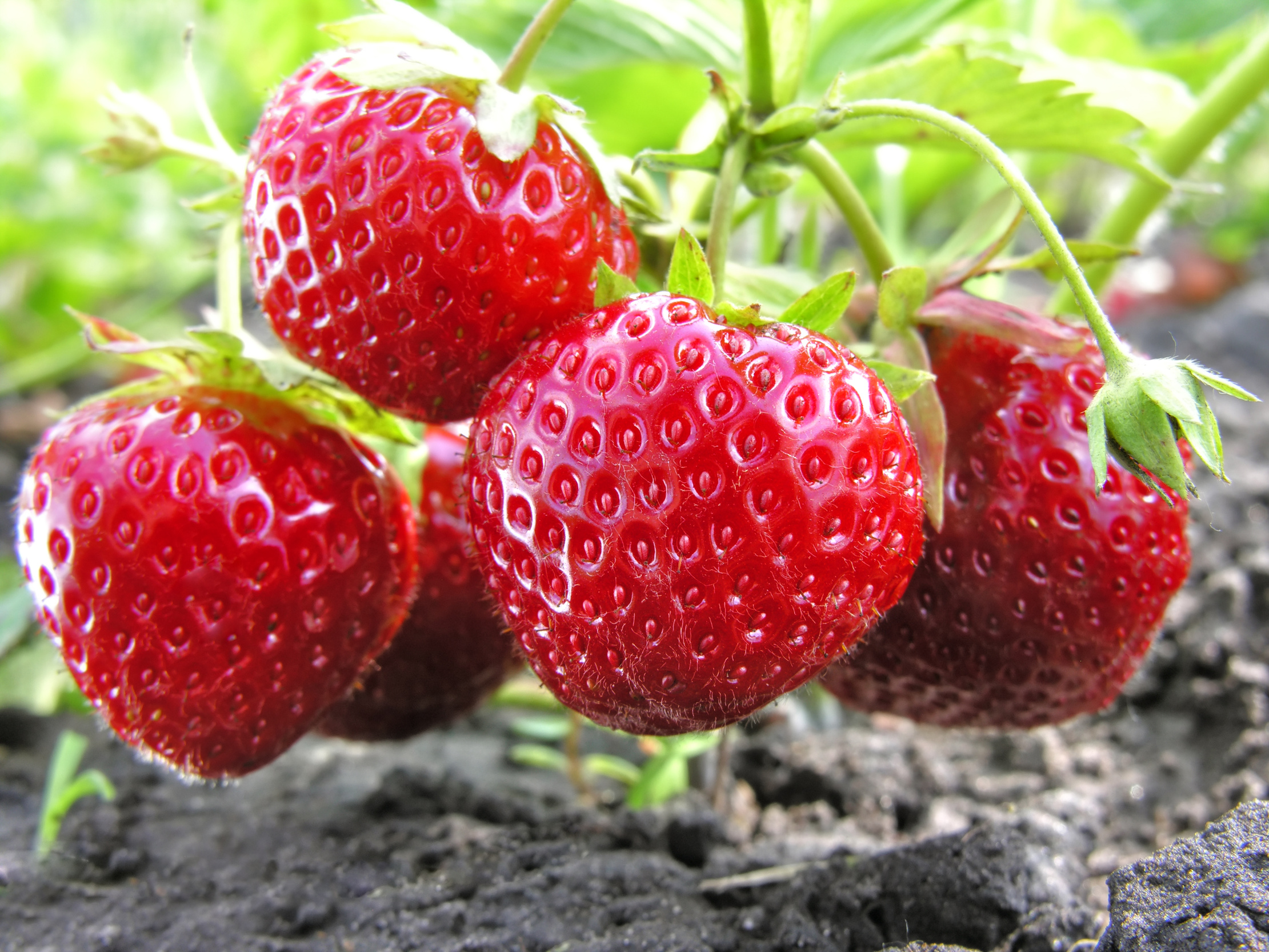 strawberries in the vegetable garden