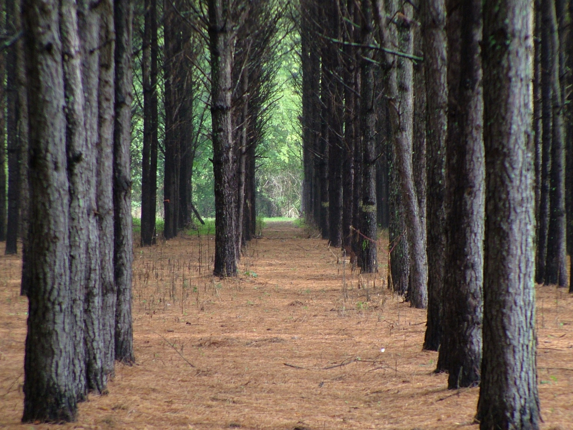 Photography Composition Using Leading Lines