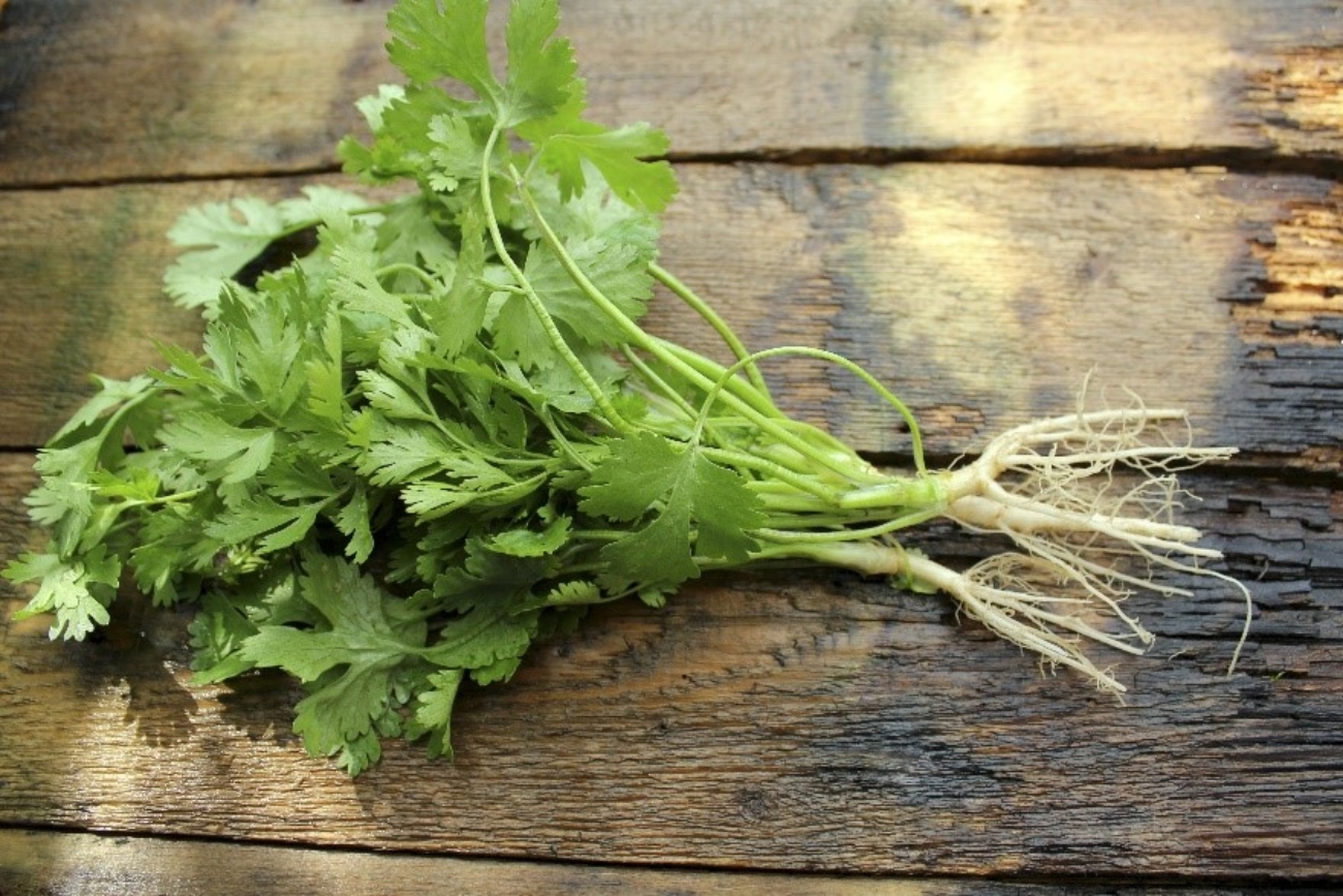 Cilantro With Roots Attached