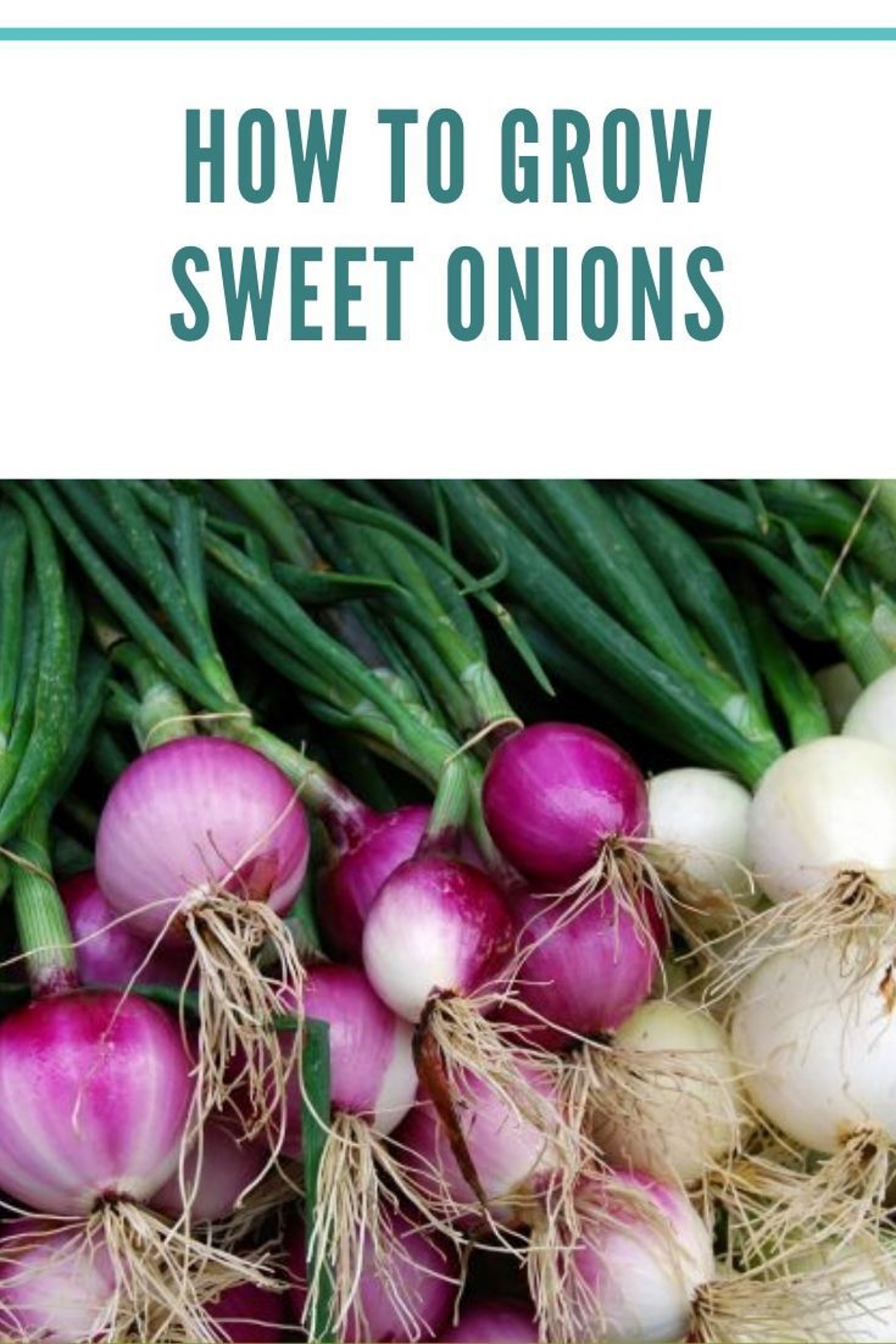 How To Grow Sweet Onions