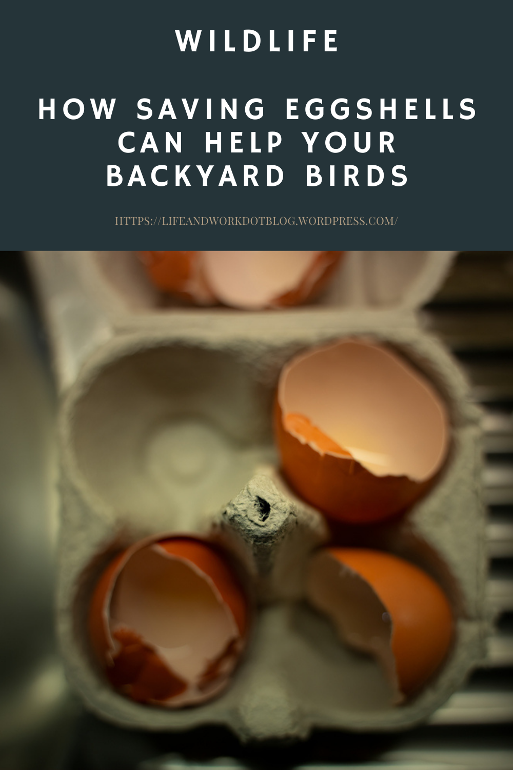 How Saving Eggshells Can Help Your Backyard Birds