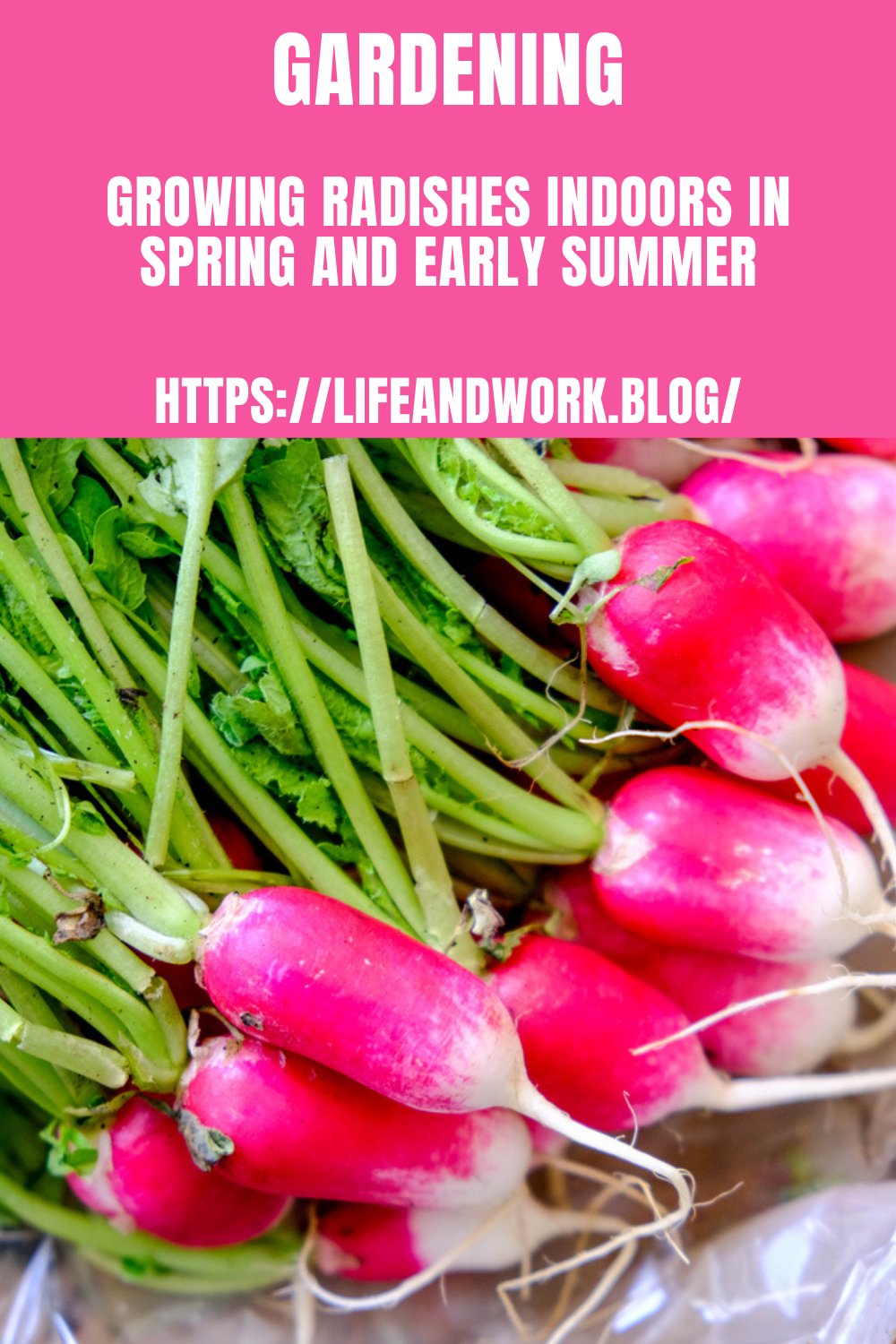 Growing Radishes Indoors in Spring and Early Summer