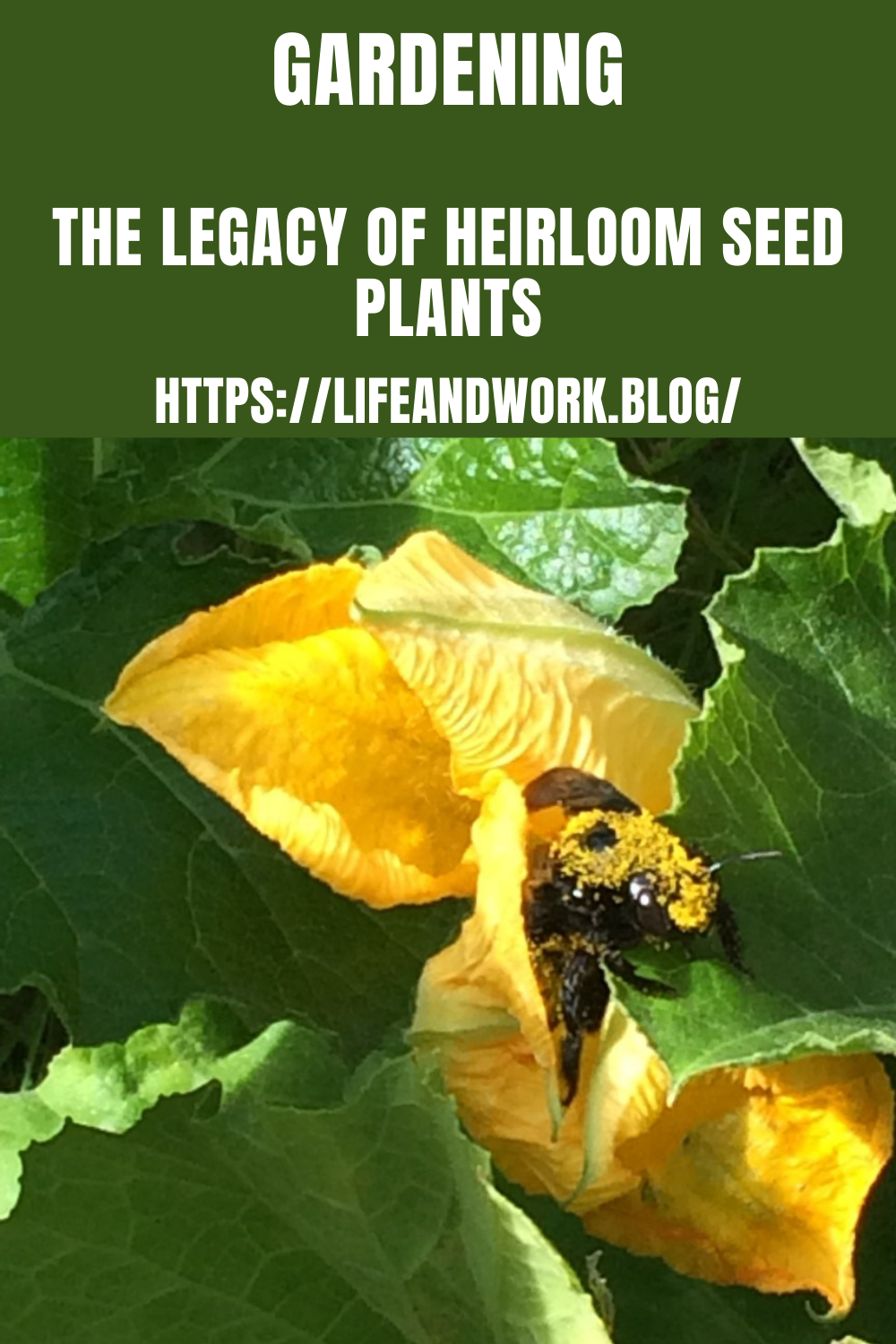 Exploring the Significance of Heirloom Seed Plants' Heritage