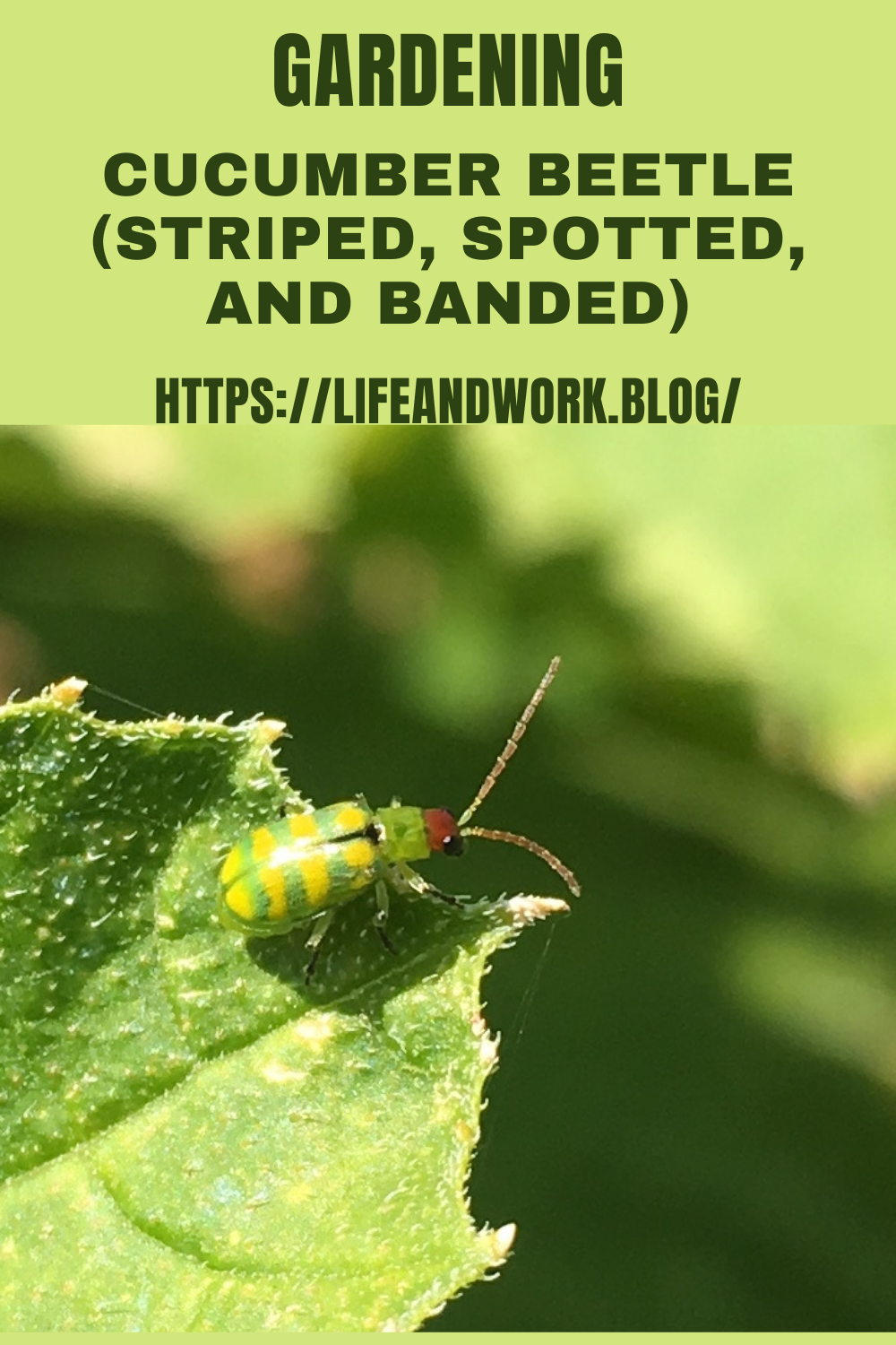 Cucumber Beetle (Striped, Spotted, And Banded)