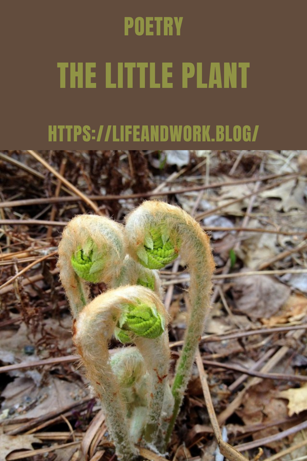 Poetry - The Little Plant