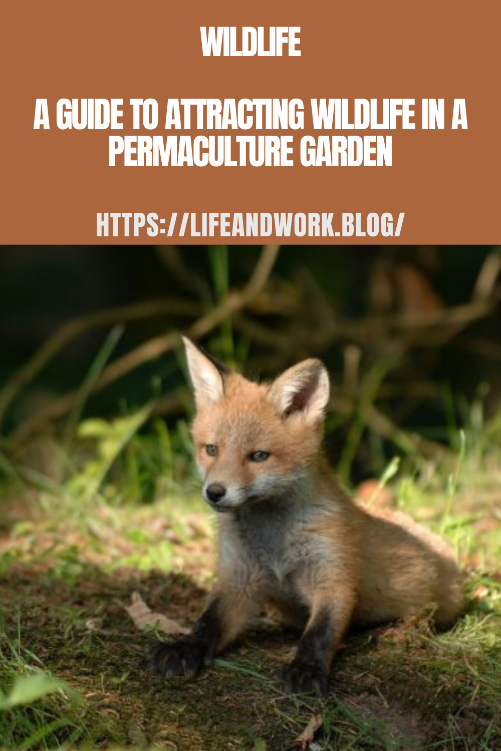 A Guide To Attracting Wildlife in a Permaculture Garden