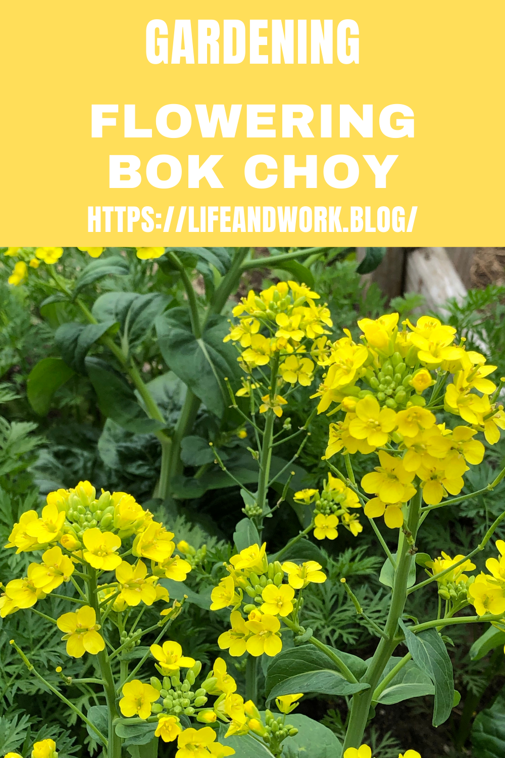 Gardening - Flowering Bok Choy