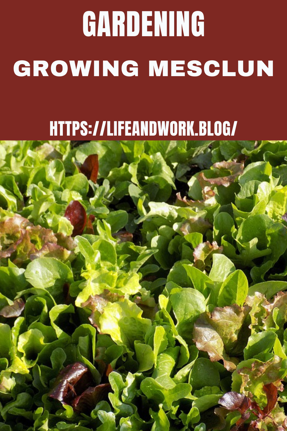 Gardening – Growing Mesclun