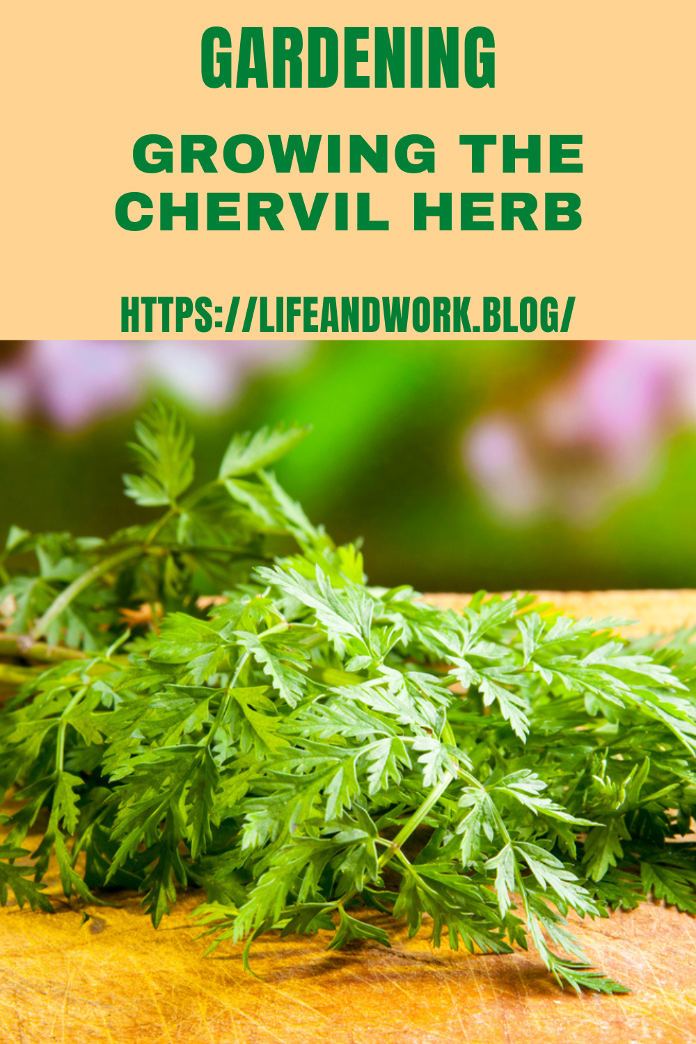 Growing The Chervil Herb