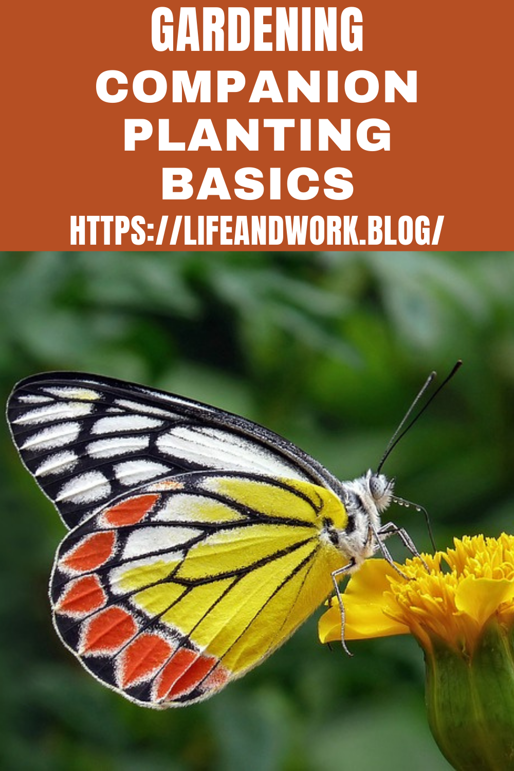 Learn the Basics of Companion Planting for a Successful Garden