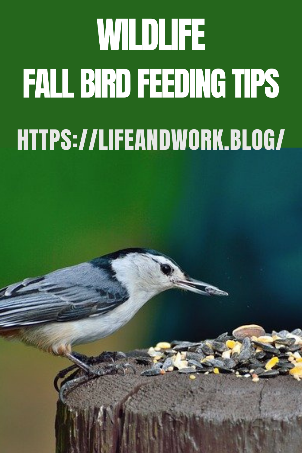 Fall Bird Feeding Tips