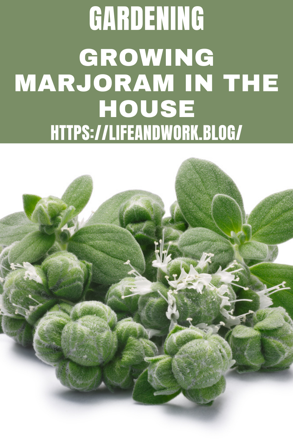 Gardening – Growing Marjoram In The House