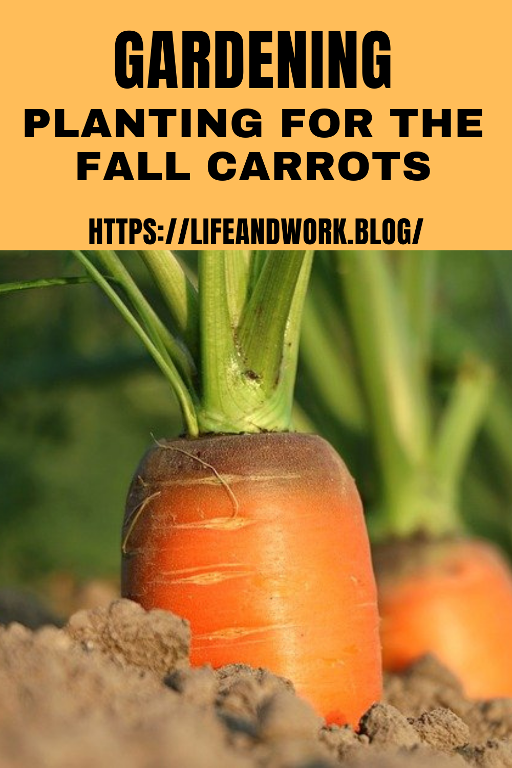 Garden - Planting for the Fall Carrots