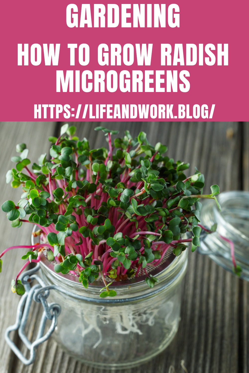 How To Grow Radish Microgreens