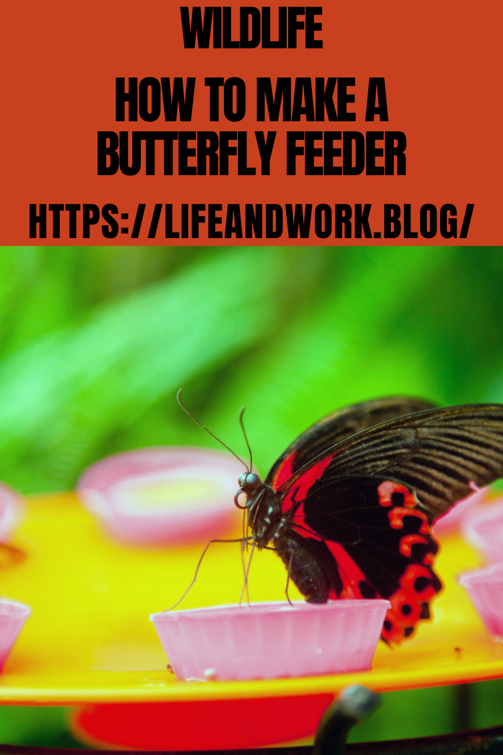 Wildlife – How to Make a Butterfly Feeder