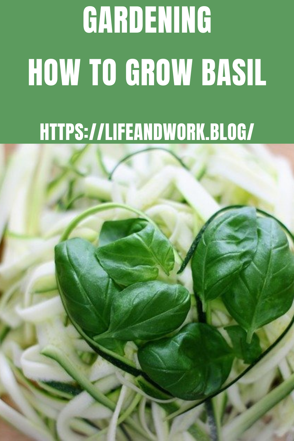 How To Grow Basil