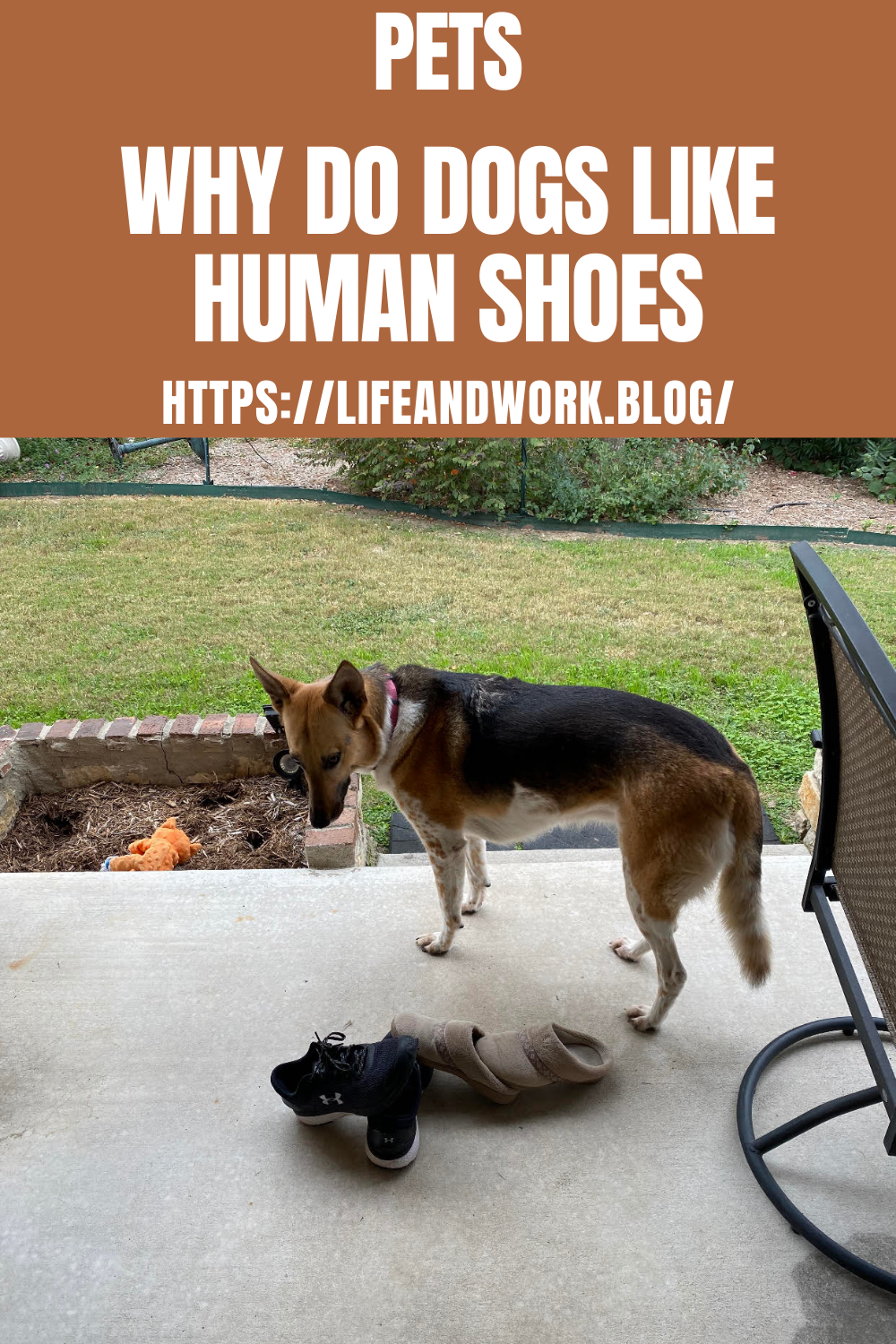 Why Do Dogs Like Human Shoes?