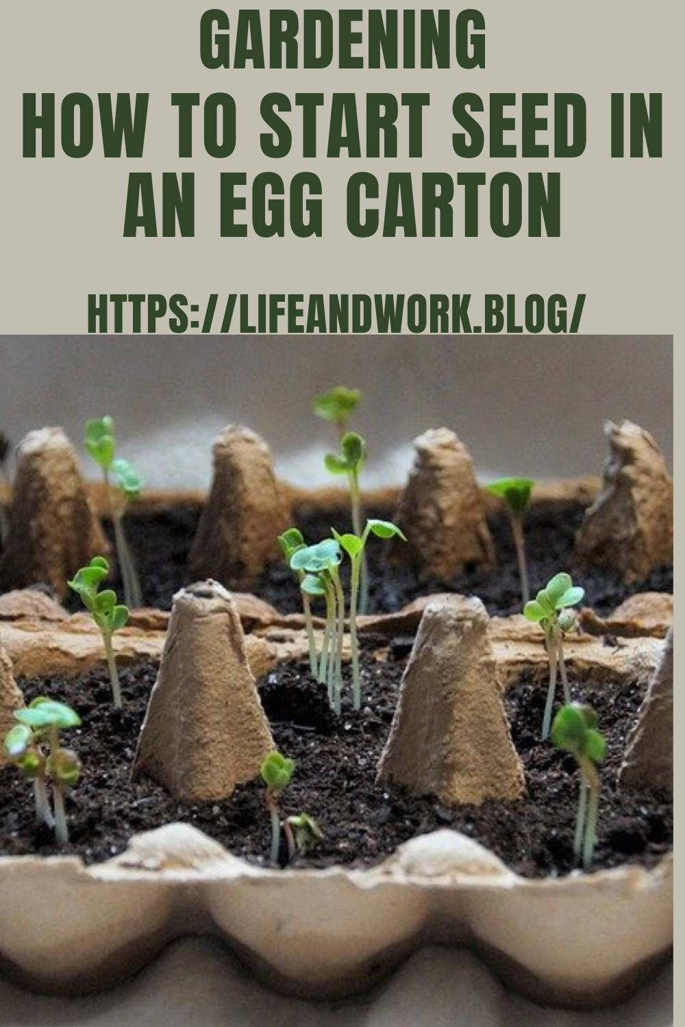 Gardening – How to Start Seed in an Egg Carton