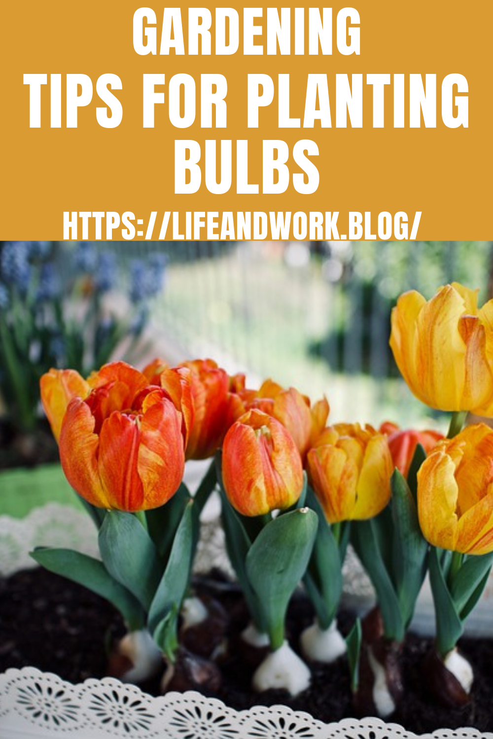 Tips For Planting Bulbs