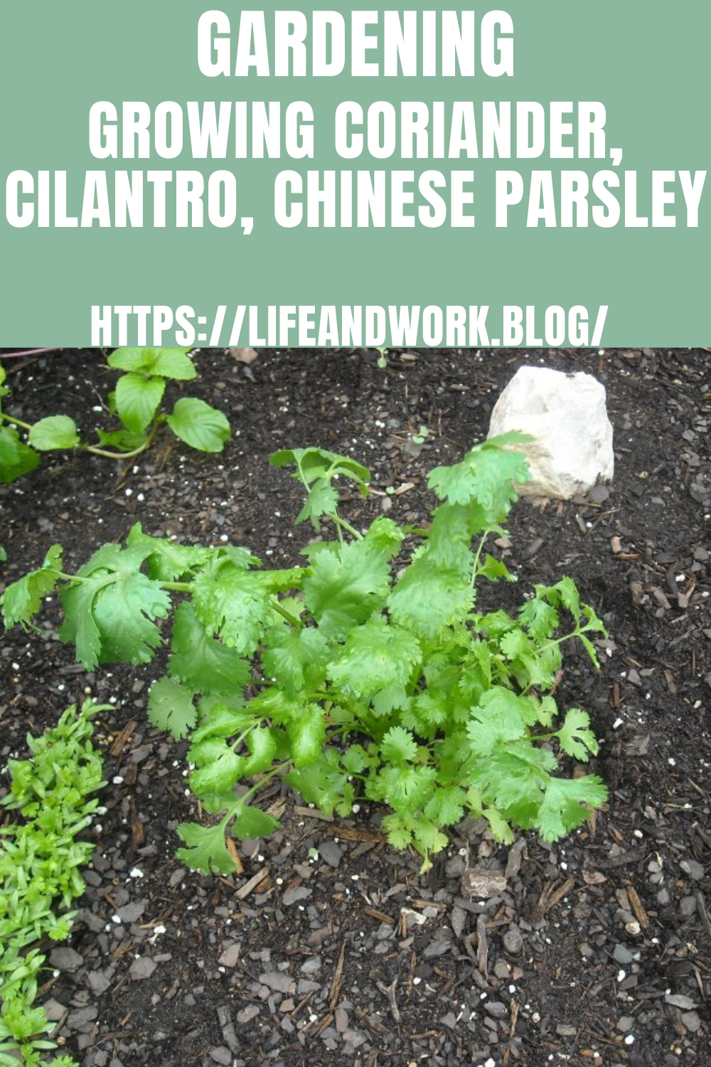 Growing Coriander, Cilantro, Chinese Parsley