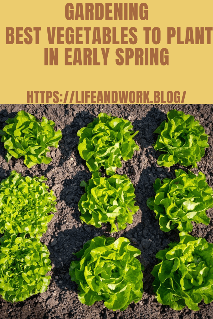 Best Vegetables to Plant in Early Spring