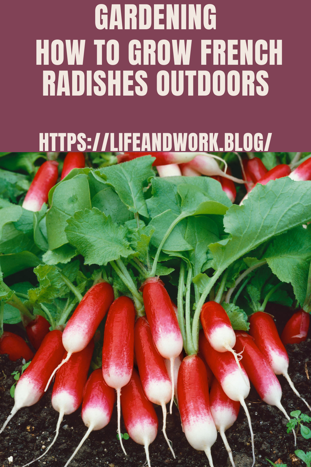How to Grow French Radishes Outdoors