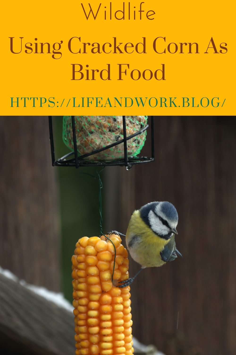 Using Cracked Corn As Bird Food
