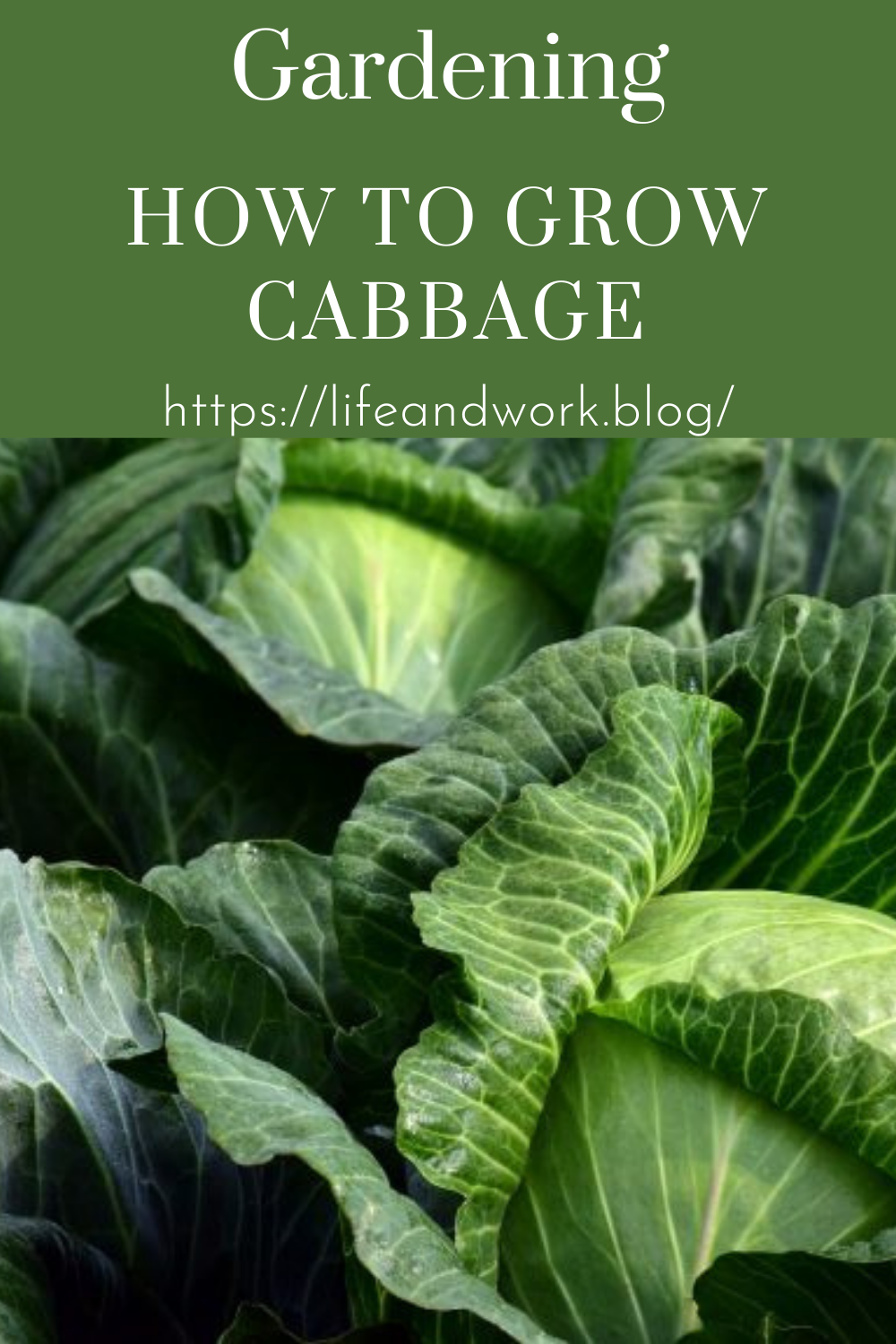 How To Grow Cabbage