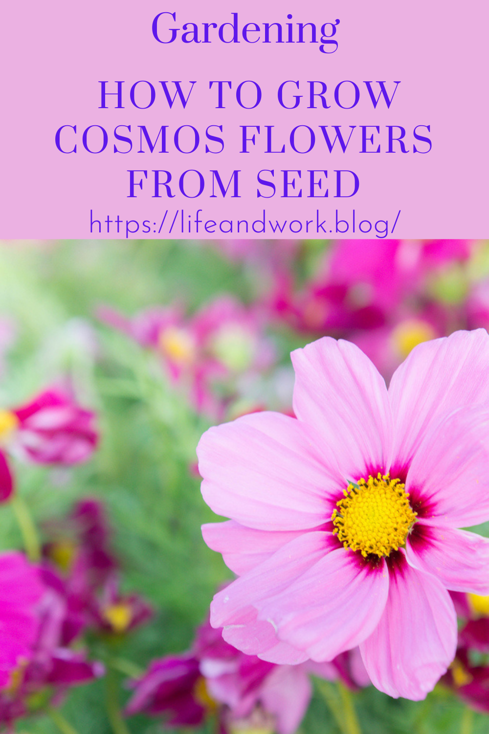 Gardening – How To Grow Cosmos Flowers From Seed