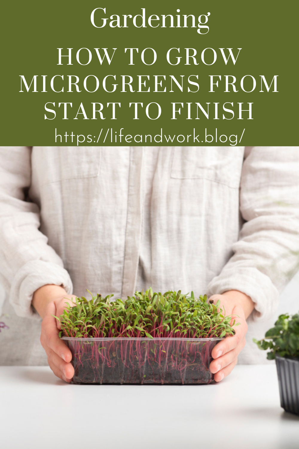 How To Grow Microgreens From Start To Finish