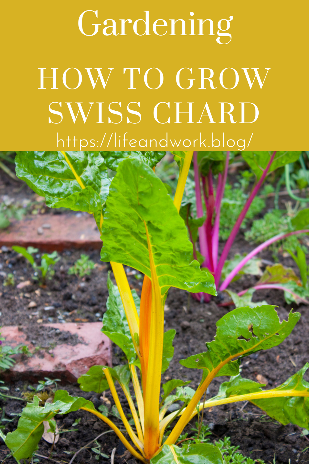 How To Grow Swiss Chard