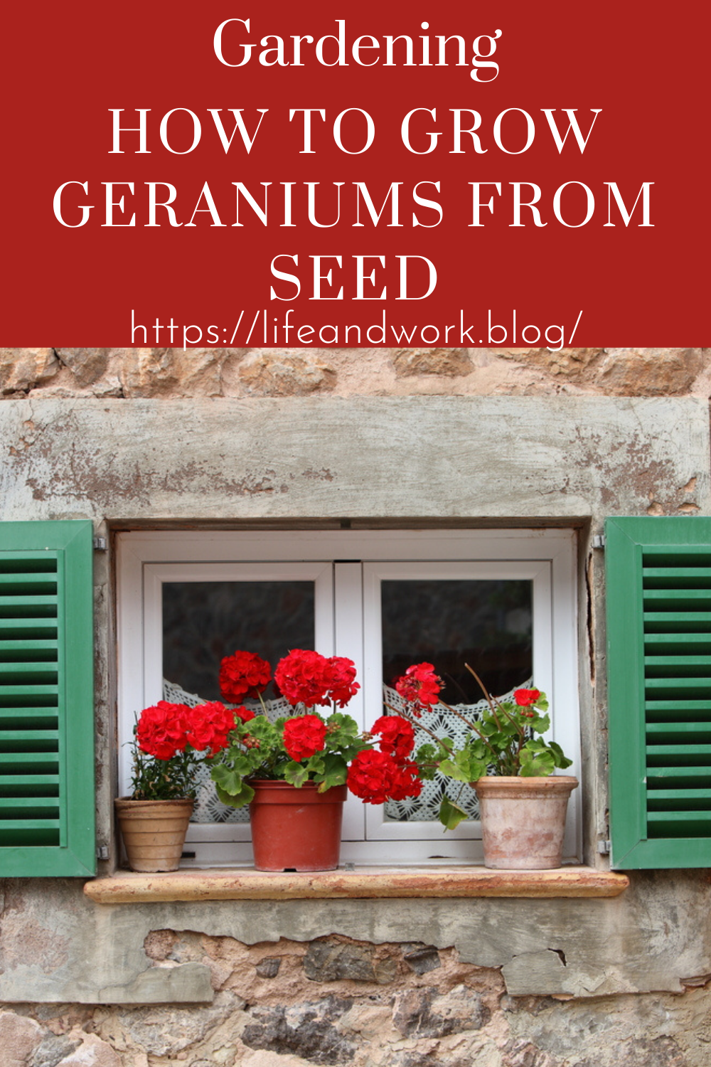 Gardening – How to Grow Geraniums From Seed