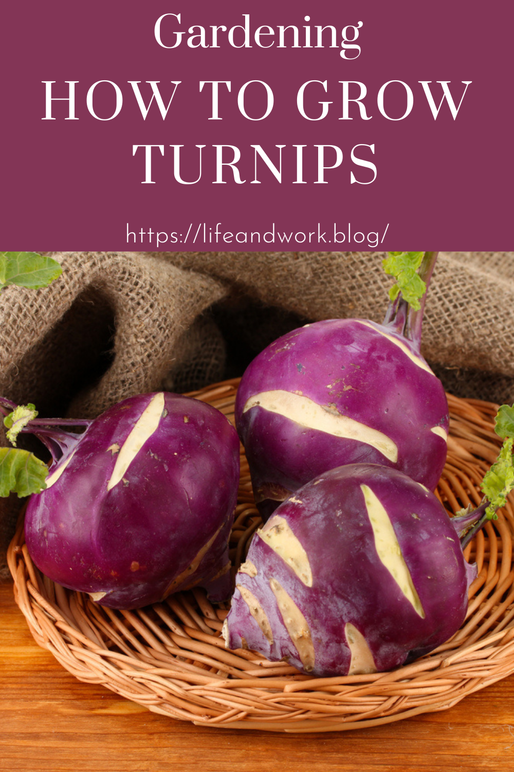Gardening – How to Grow Turnip