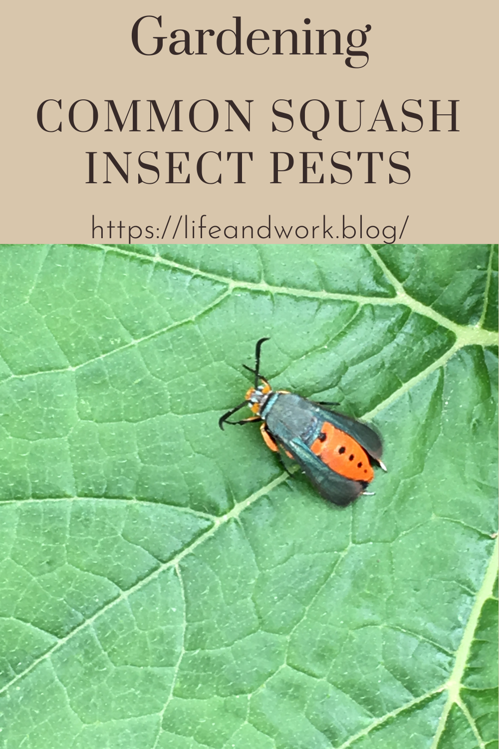 Common Squash Insect Pests