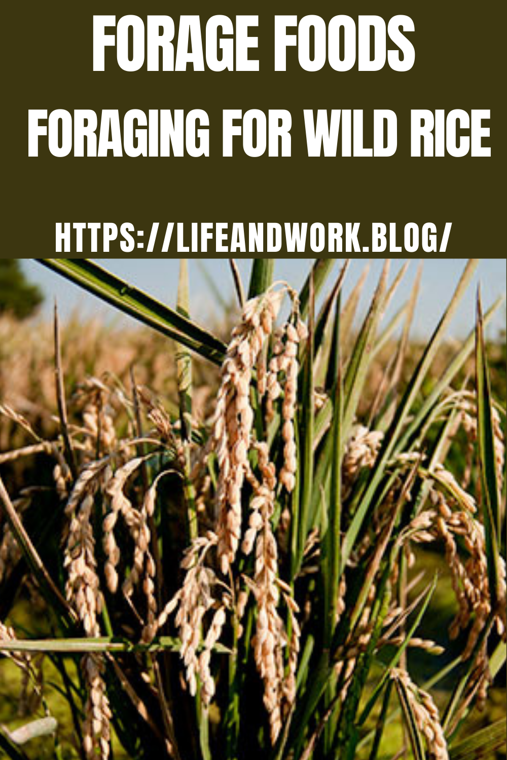 Forage Foods – Foraging For Wild Rice