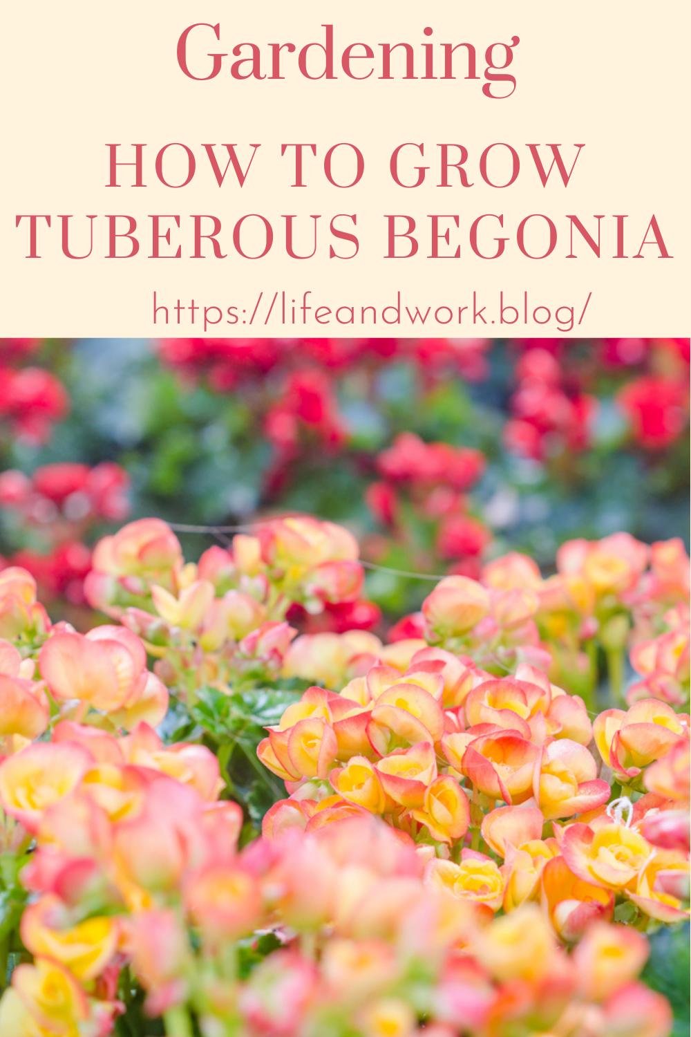 Gardening - How to Grow Tuberous Begonia