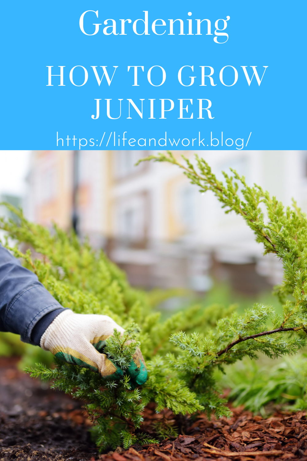 How To Grow The Juniper Shrub And Spice In Your Yard