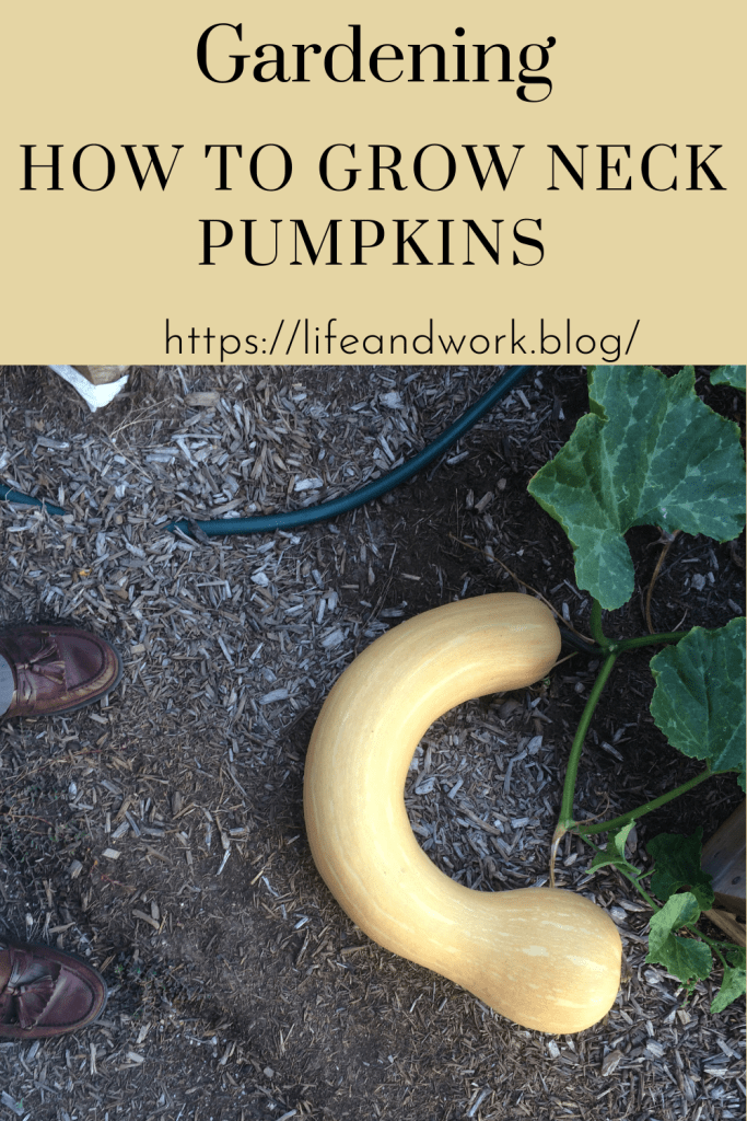 How To Grow Neck Pumpkins