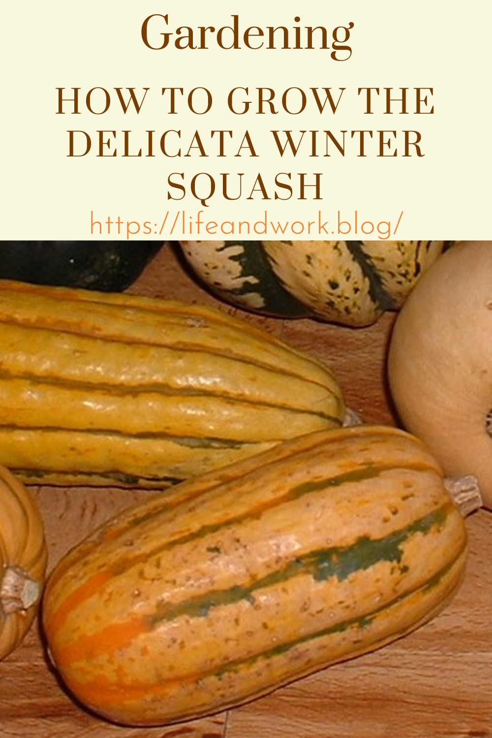 How To Grow The Delicata Winter Squash