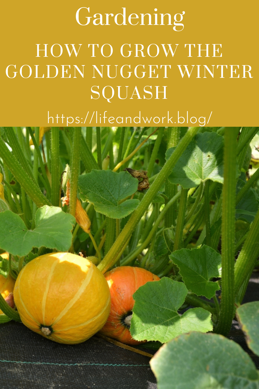 How To Grow The Golden Nugget Winter Squash