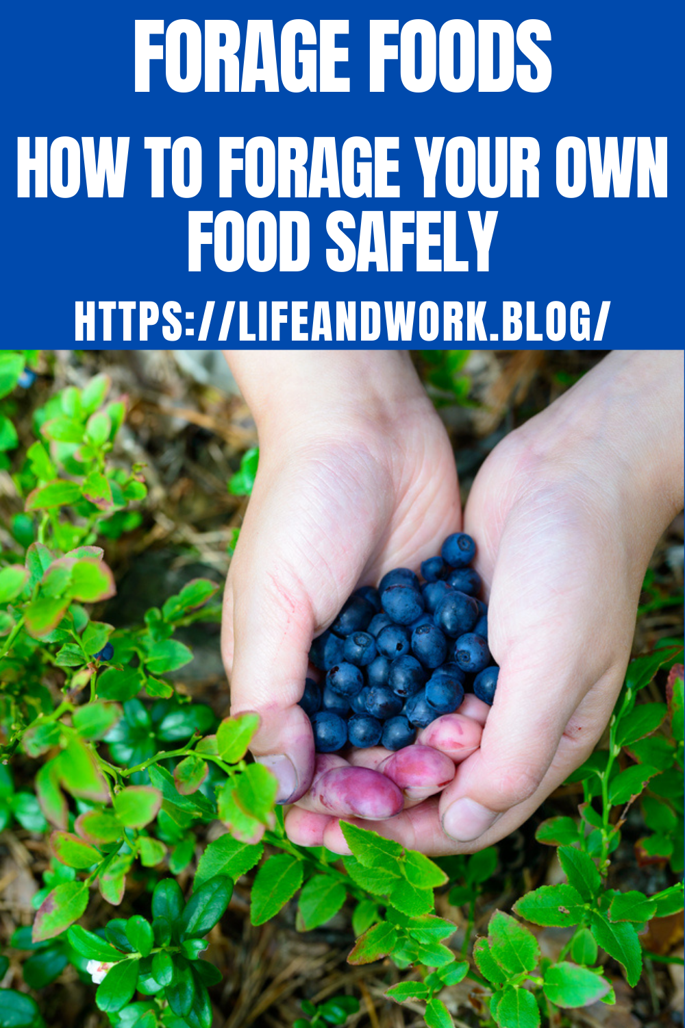 How to Forage Your Own Food Safely