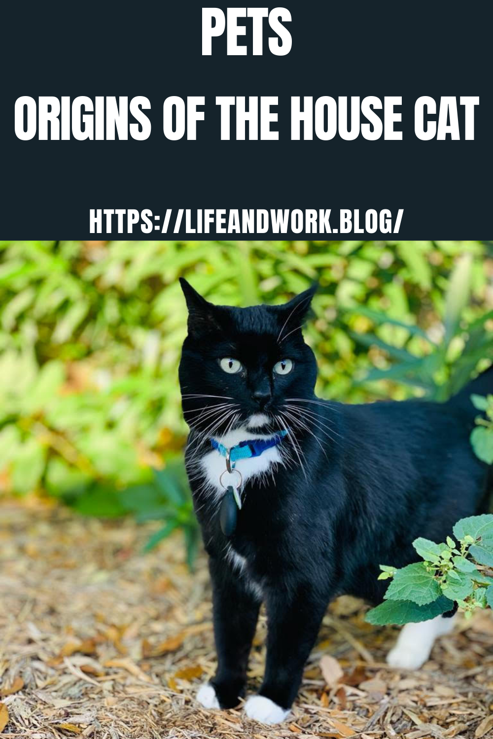 Origins Of The House Cat