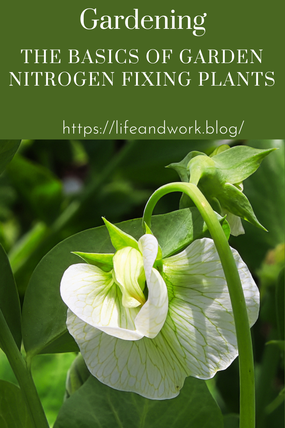 Gardening – The Basics of Garden Nitrogen Fixing Plants