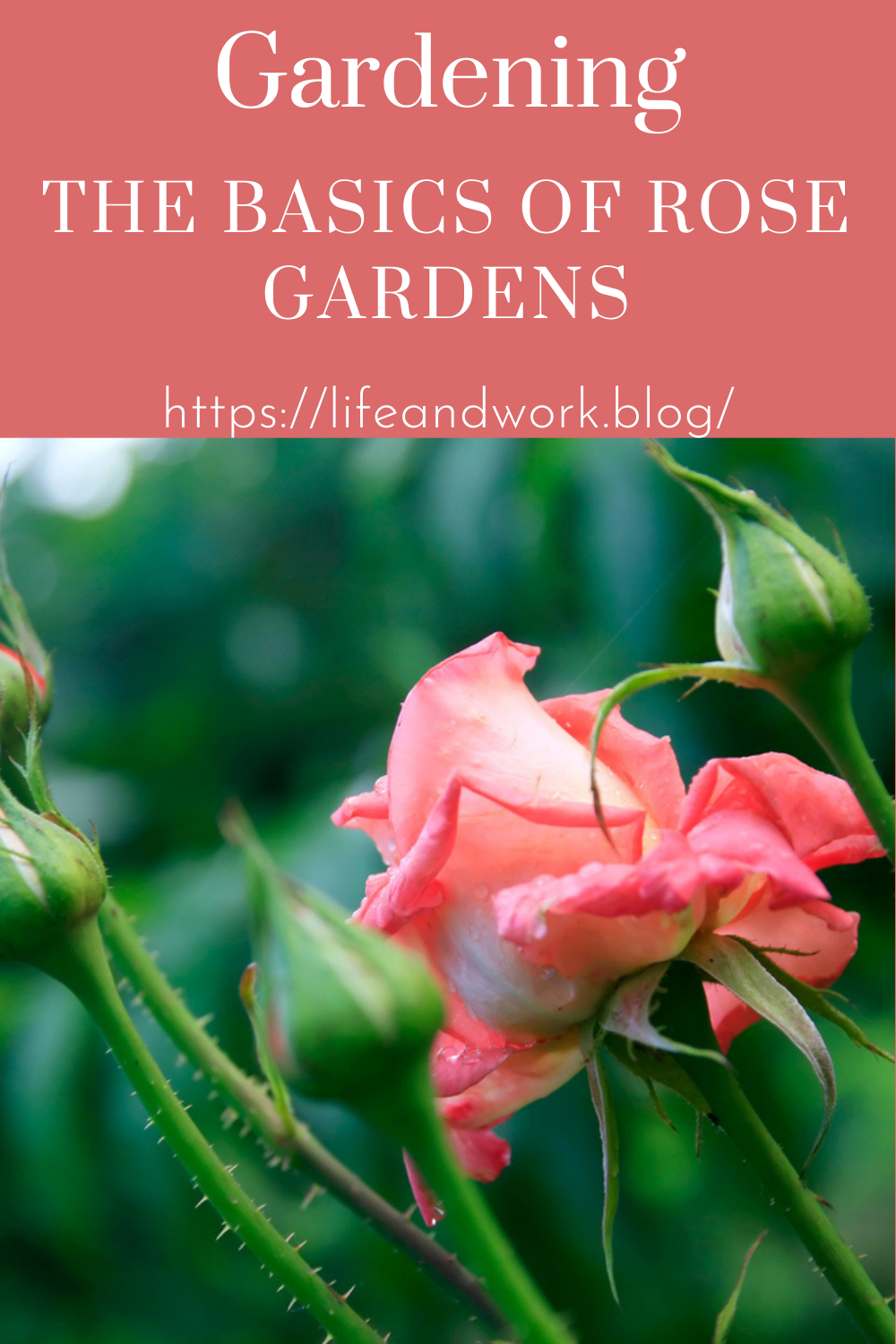 The Basics of Rose Gardens