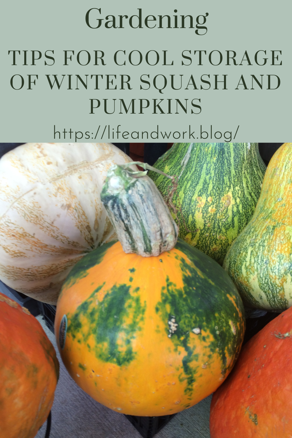 Tips For Cool Storage of Winter Squash and Pumpkins