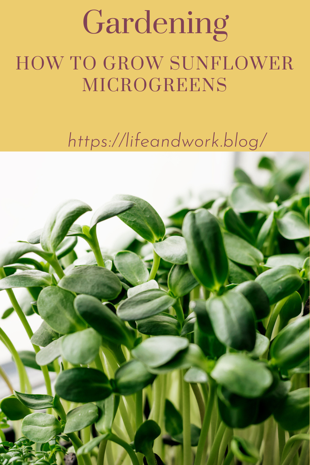 How To Grow Sunflower Microgreens