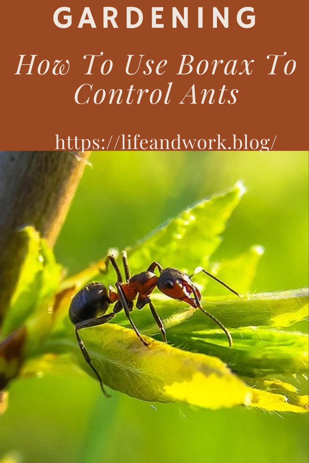 Gardening – How To Use Borax To Control Ants