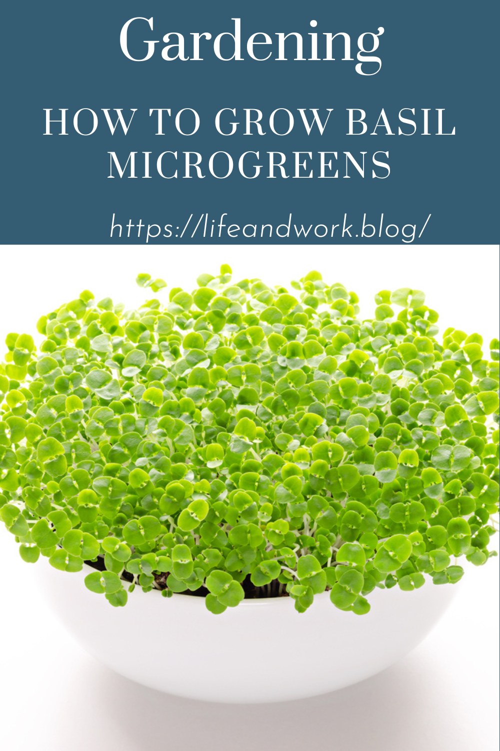 How To Grow Basil Microgreens